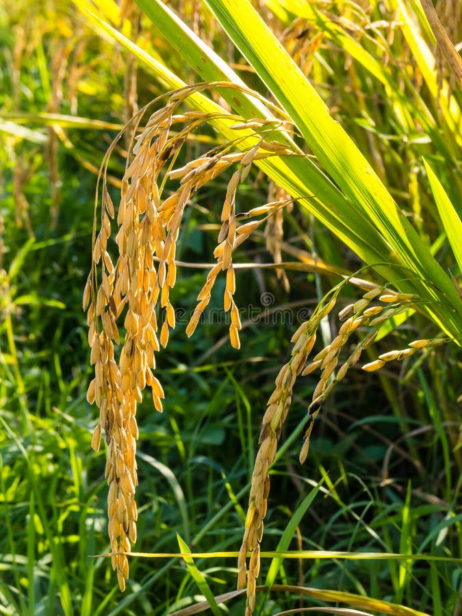 Paddy rice in field stock image. Image of farming, farm - 86270453