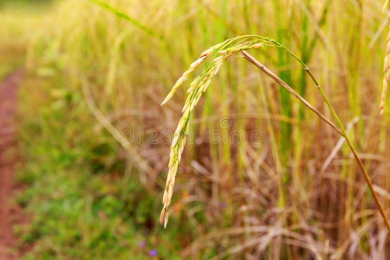 Paddy Rice Field Close Up with Rice Grain on Its Stalk Stock Image ...