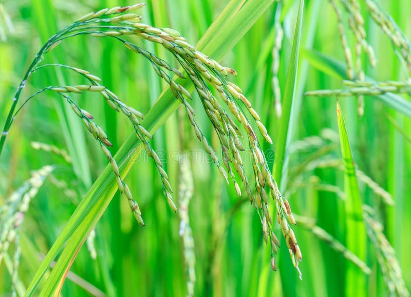 Paddy rice field stock photo. Image of environment, asia - 41326668