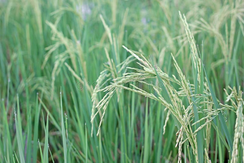 Paddy rice in field stock image. Image of cultivate, grass - 78620523