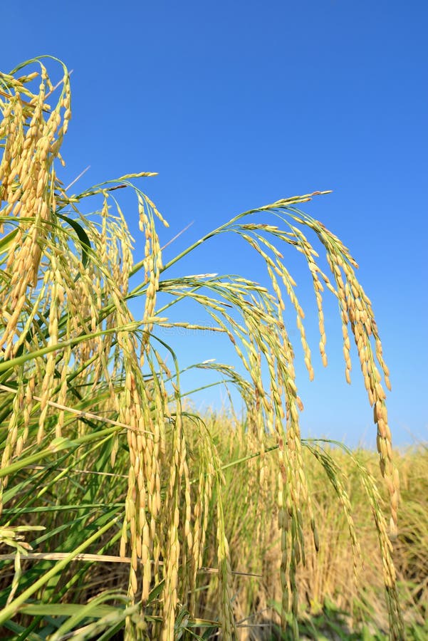 Paddy rice stock photo. Image of natural, farm, macro - 26608864