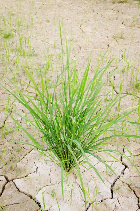 Paddy rice field stock image. Image of plant, cultivation - 35916007