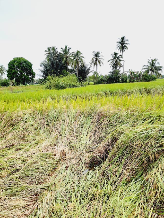 Paddy Rice Field Due To Wind Storm Stock Image - Image of field, rice ...