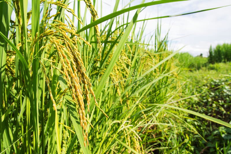 Paddy rice field stock image. Image of landscape, green - 102455735