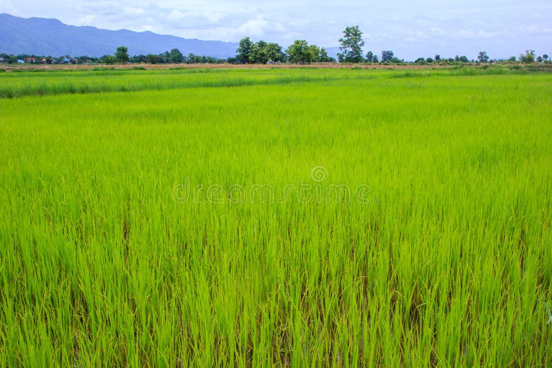 Paddy rice field stock photo. Image of crop, nature, abundance - 49326656