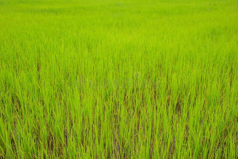 Paddy rice field stock photo. Image of crop, nature, abundance - 49326656