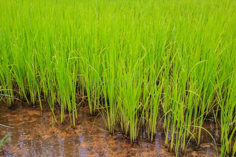 Paddy rice in field stock image. Image of asian, agriculture - 84854865