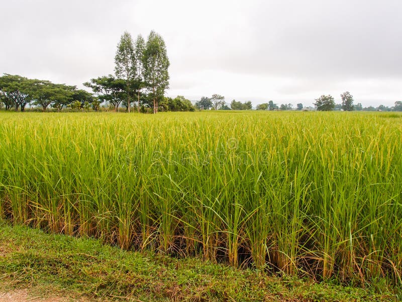 Paddy rice in field stock photo. Image of detail, chinese - 86267002