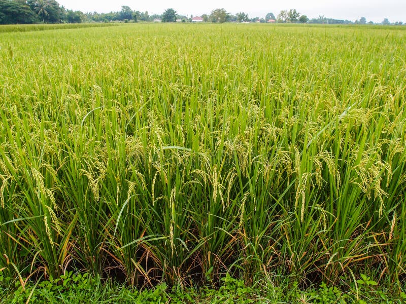 Paddy rice in field stock photo. Image of meadow, asian - 86267064