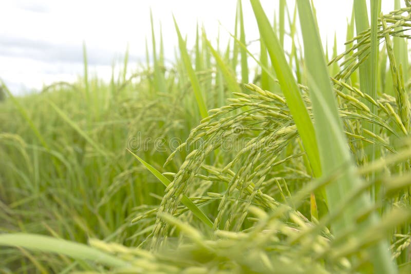 914 Blurred Rice Farm Background Stock Photos - Free & Royalty-Free ...