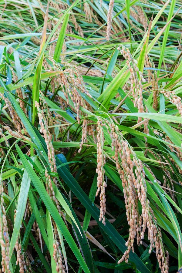 Rice Paddy and Sugar Palm or Toddy Palm Trees on Paddy Dike, Nat Stock ...