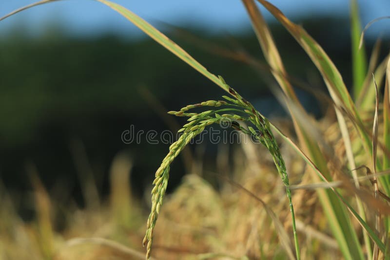 Paddy Rice Field in the Morning Stock Photo - Image of close, asia ...