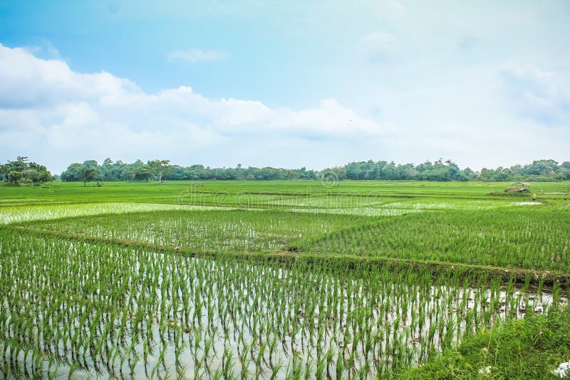 Paddy Rice Field stock image. Image of sunset, landscape - 137893397
