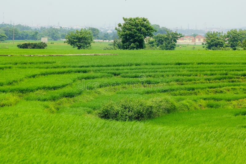 Paddy Rice Field stock image. Image of field, farm, agriculture - 137893545
