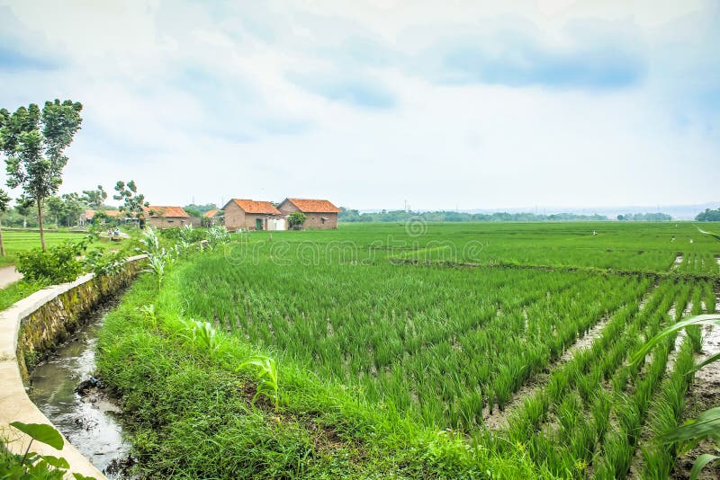 Paddy Rice Field stock photo. Image of cloud, sheep - 137893470
