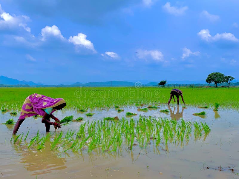 Paddy on the rice field editorial stock image. Image of odisha - 193379504