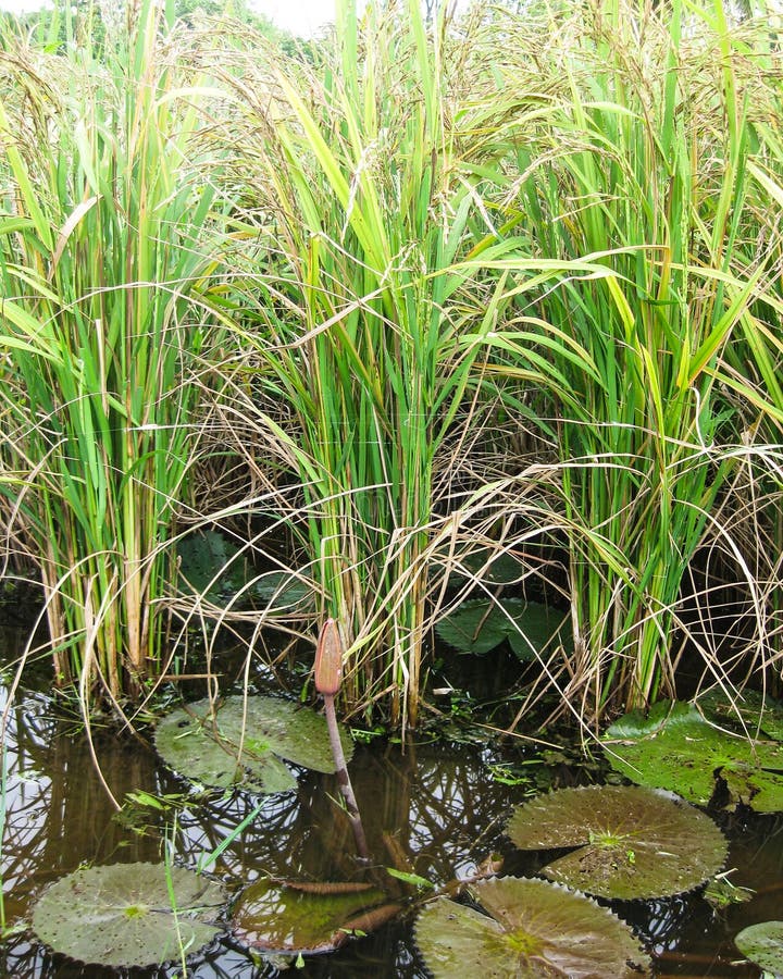 Rice Growth Stages Stock Photos - Free & Royalty-Free Stock Photos from ...