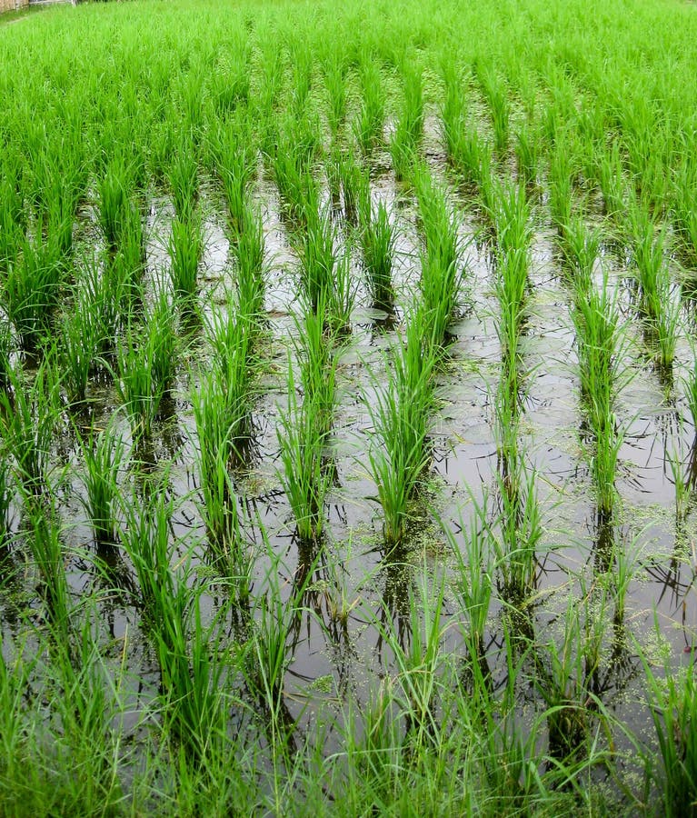 Rice Growth Stages Stock Photos - Free & Royalty-Free Stock Photos from ...