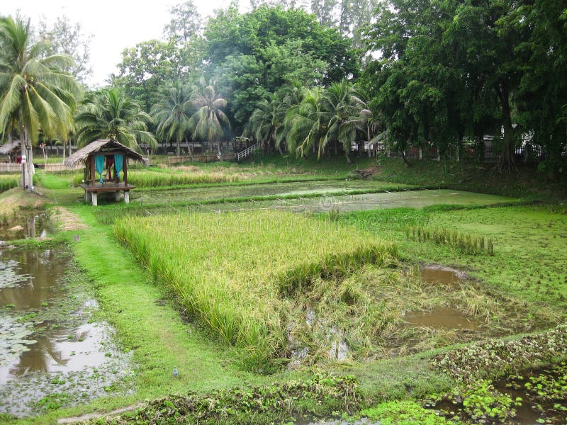 Rice Growth Stages Stock Photos - Free & Royalty-Free Stock Photos from ...