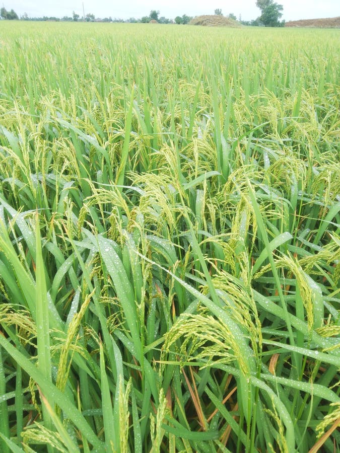 Paddy Rice Field after Rain Stock Image - Image of prairie, herb: 257151697