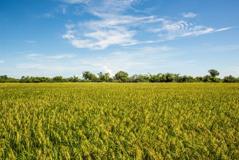 Paddy rice field stock photo. Image of harvest, economy - 41365736