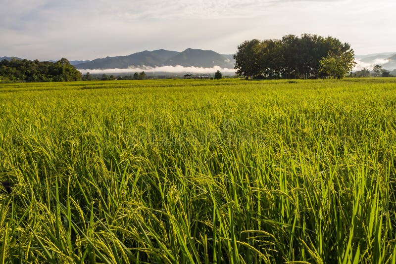 Paddy Rice Field in Thailand Stock Image - Image of green, closeup ...