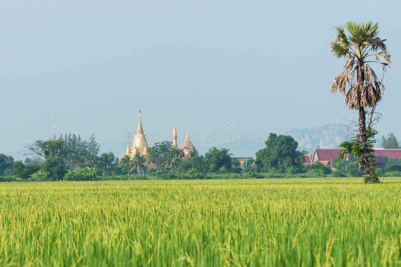 Yellow Paddy Field , Thailand Stock Photo - Image of farm, field: 18055754