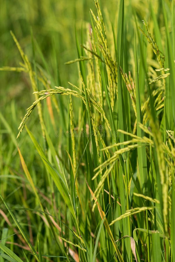 Paddy Rice Field in Thailand Stock Photo - Image of plant, rice: 61005920