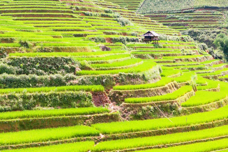 Paddy rice panorama stock image. Image of green, growth - 18778575