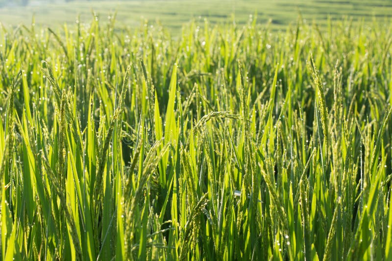 Paddy Rice Fields of Agriculture Cultivation Stock Image - Image of ...