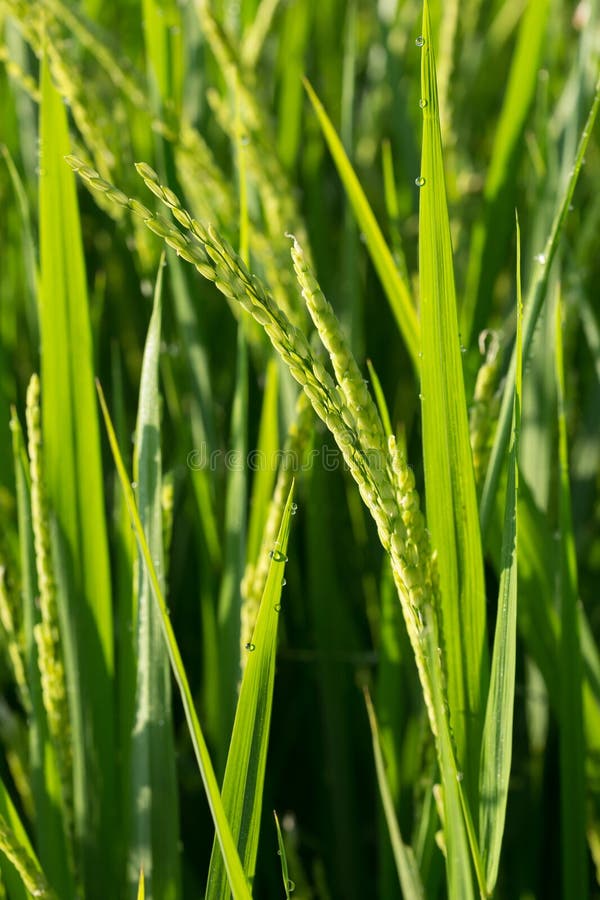 Paddy Rice Fields of Agriculture Cultivation Stock Image - Image of ...