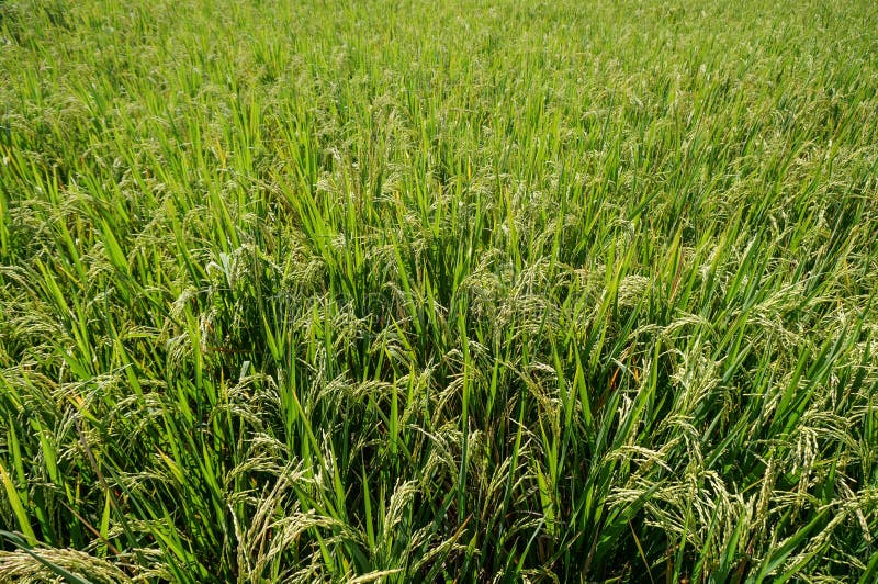 Paddy Rice Fields, Close Up Stock Photo - Image of field, background ...