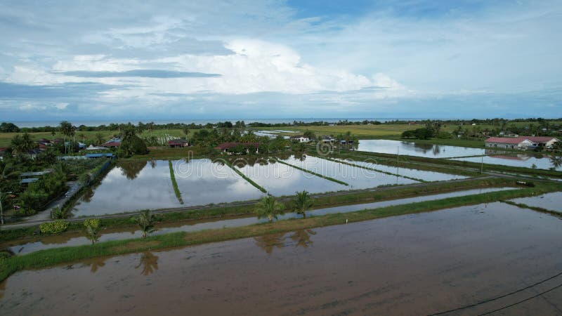The Paddy Rice Fields of Kedah, Malaysia Stock Image - Image of ...