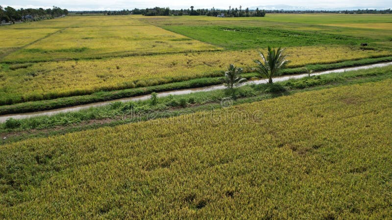 The Paddy Rice Fields of Kedah, Malaysia Stock Photo - Image of gold ...