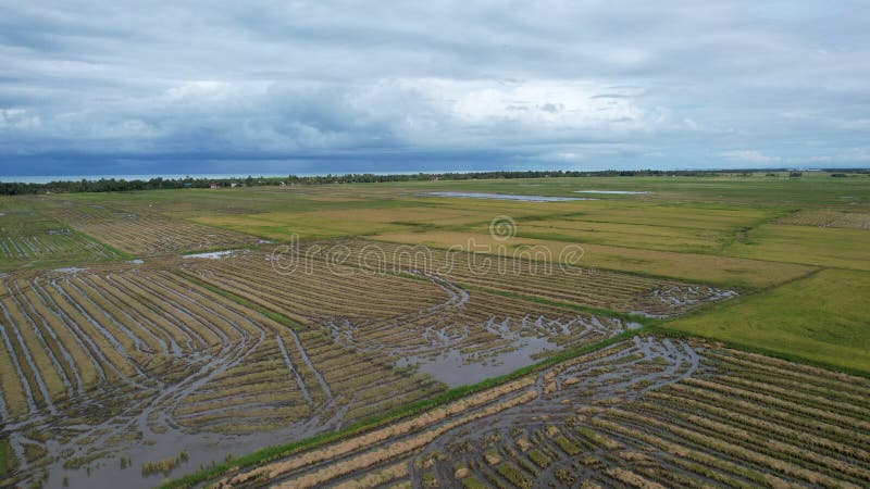 The Paddy Rice Fields of Kedah, Malaysia Stock Photo - Image of kedah ...