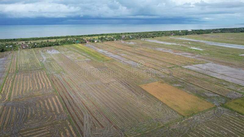 The Paddy Rice Fields of Kedah, Malaysia Stock Image - Image of default ...