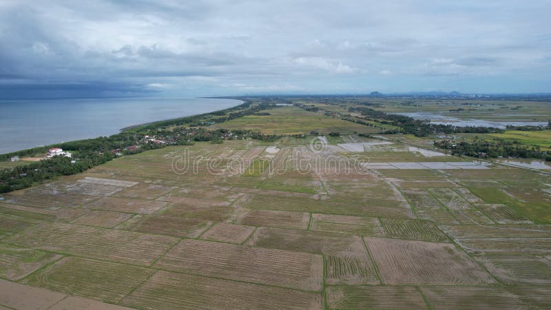 The Paddy Rice Fields of Kedah, Malaysia Stock Image - Image of golden ...