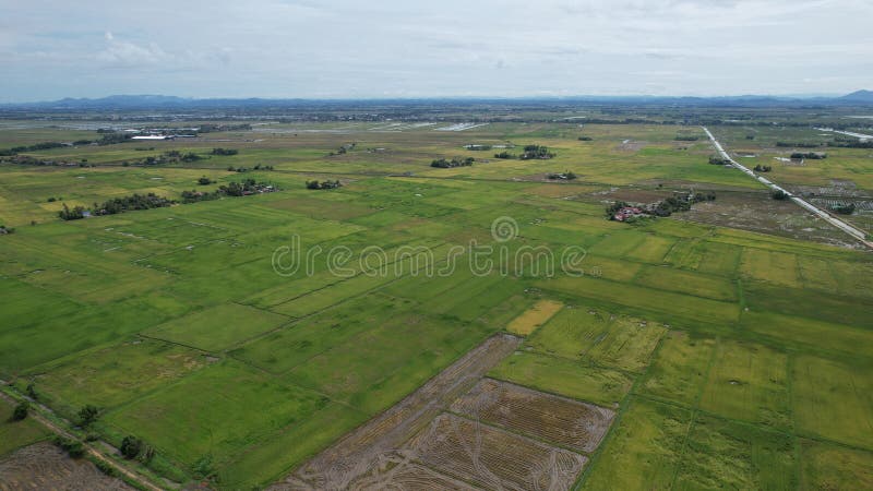 The Paddy Rice Fields of Kedah, Malaysia Stock Photo - Image of mixed ...