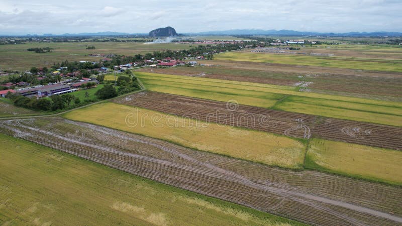 The Paddy Rice Fields of Kedah, Malaysia Stock Image - Image of ...