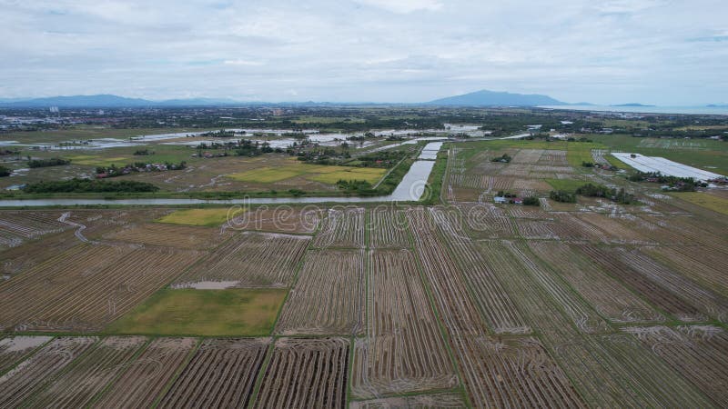 The Paddy Rice Fields of Kedah, Malaysia Stock Photo - Image of grow ...