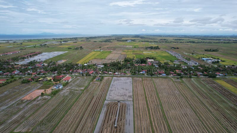 The Paddy Rice Fields of Kedah, Malaysia Stock Photo - Image of food ...