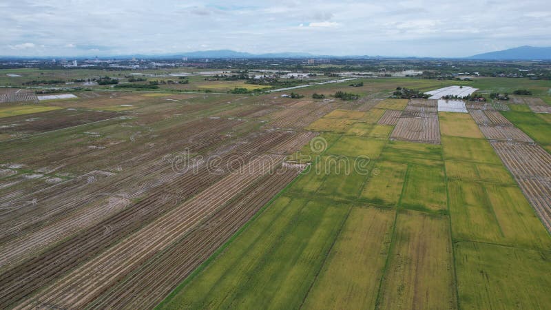 The Paddy Rice Fields of Kedah, Malaysia Stock Image - Image of crop ...