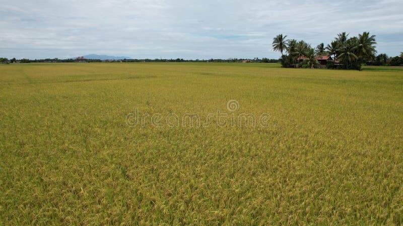 The Paddy Rice Fields of Kedah, Malaysia Stock Image - Image of grass ...