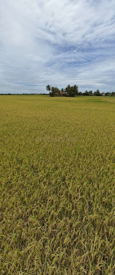 The Paddy Rice Fields of Kedah, Malaysia Stock Image - Image of flooded ...