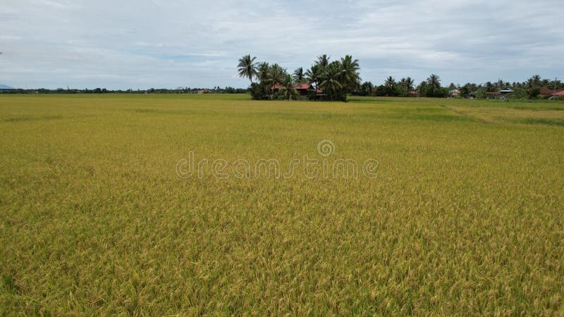 The Paddy Rice Fields of Kedah, Malaysia Stock Photo - Image of estate ...