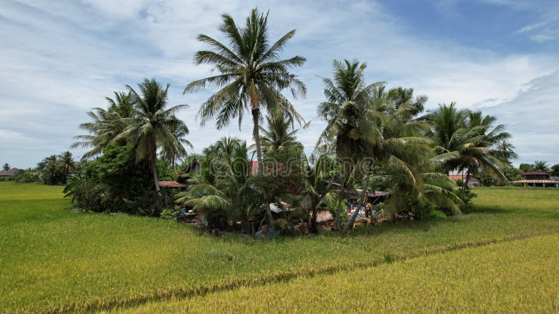 The Paddy Rice Fields of Kedah, Malaysia Stock Photo - Image of asia ...
