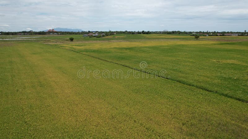 The Paddy Rice Fields of Kedah, Malaysia Stock Photo - Image of ...