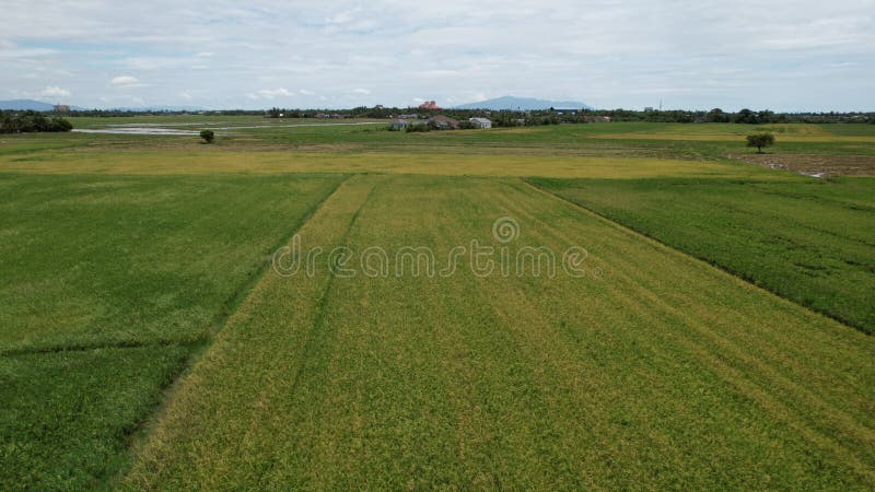 The Paddy Rice Fields of Kedah, Malaysia Stock Photo - Image of aerial ...
