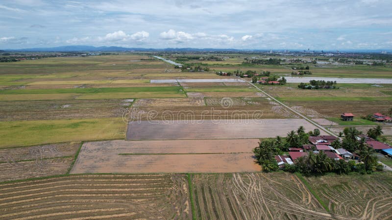 The Paddy Rice Fields of Kedah, Malaysia Stock Photo - Image of ...