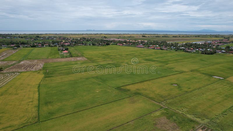 The Paddy Rice Fields of Kedah, Malaysia Stock Image - Image of ...